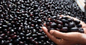 Health benefits of duhat (black plum or black palm) – fruits, bark ...