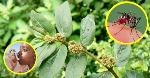 10 Health Benefits of Tawa-Tawa, Also Called 'The Asthma Plant'